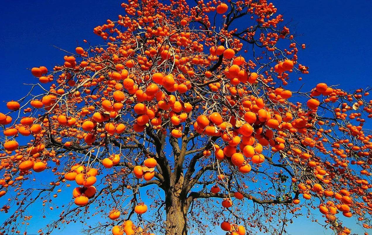 柿子红了-邳州文化网